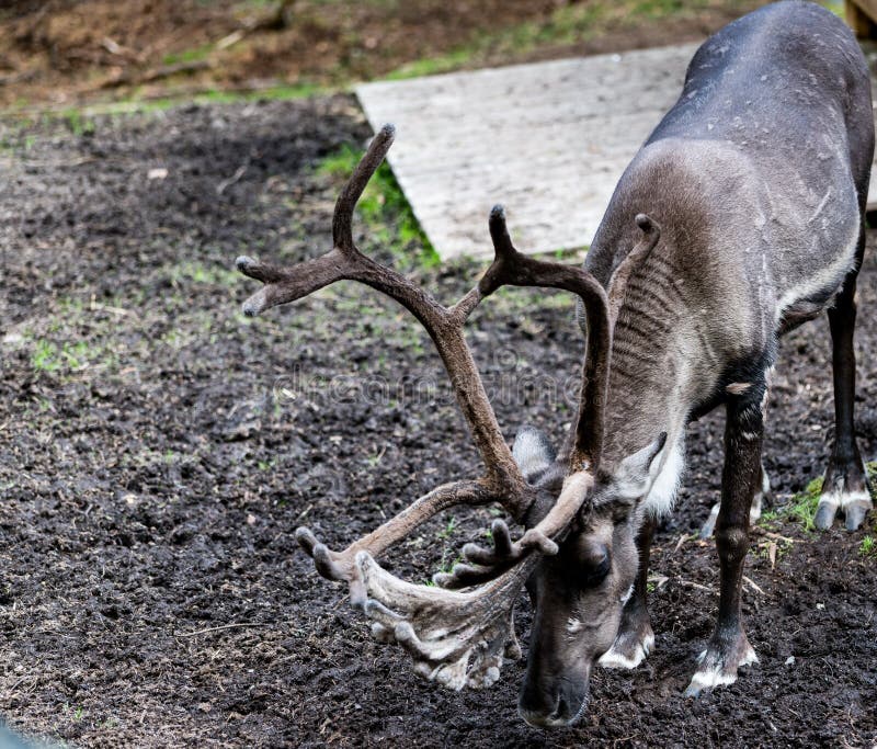 Beautiful Reindeer in Finnish Lapland Stock Photo - Image of wilderness ...