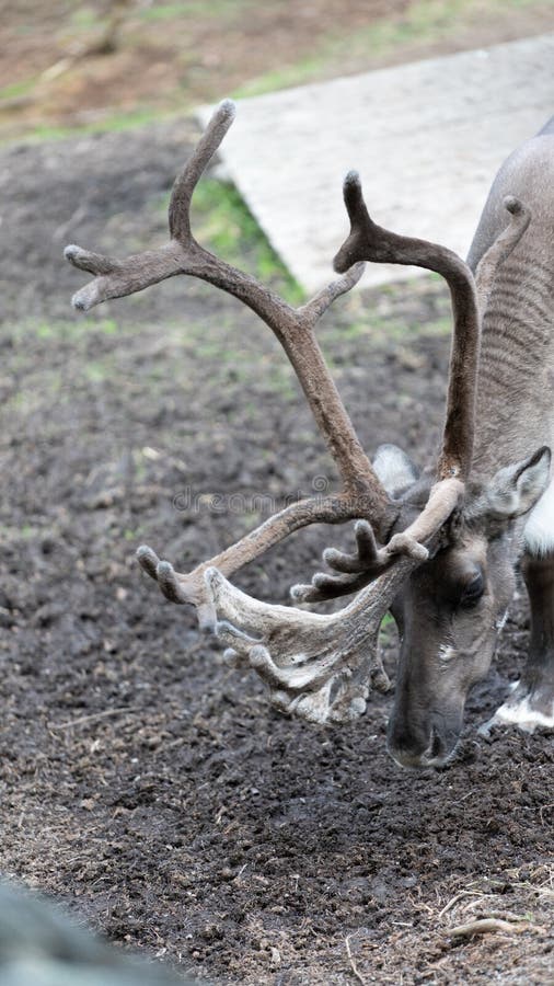 Beautiful Reindeer in Finnish Lapland Stock Photo - Image of wilderness ...