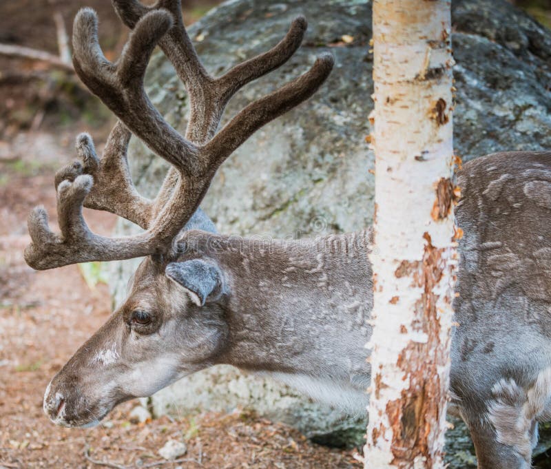 Beautiful Reindeer in Finnish Lapland Stock Photo - Image of wilderness ...