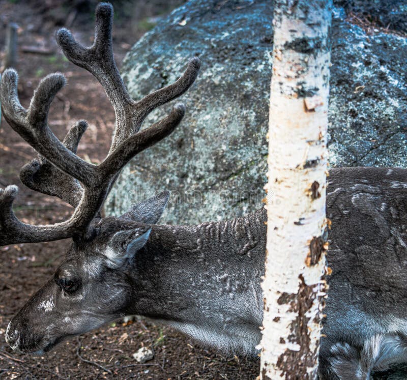 Beautiful Reindeer in Finnish Lapland Stock Photo - Image of wilderness ...