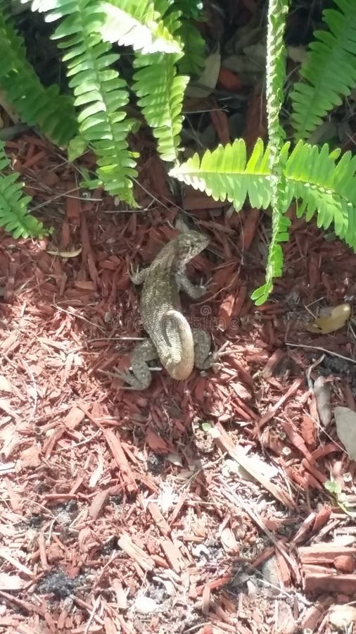 Beautiful reptile stock photo. Image of front, reptile - 54993026