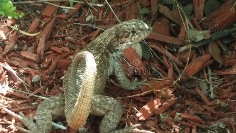 Beautiful reptile stock photo. Image of reptil, lovely - 54993032