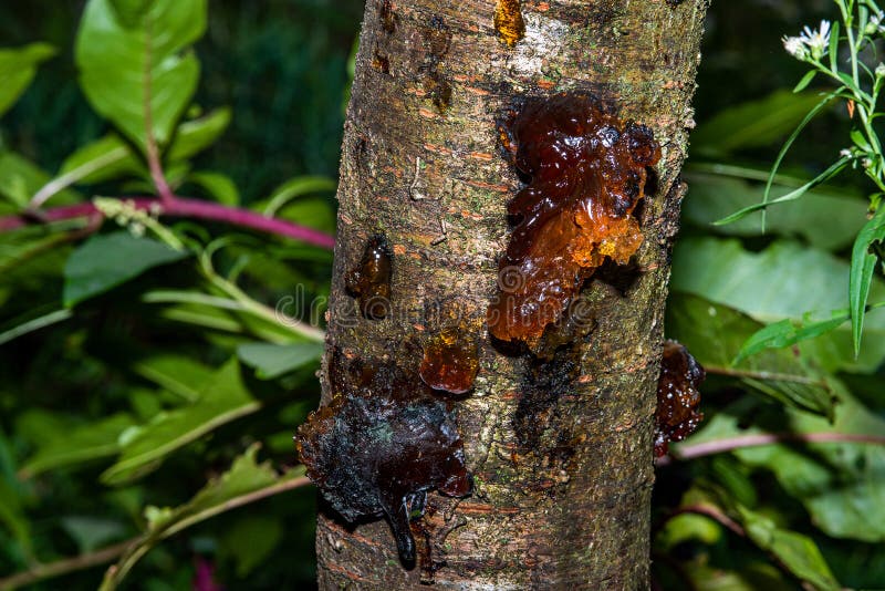 Beautiful Resin on the Tree Stock Image - Image of coniferous, forest ...