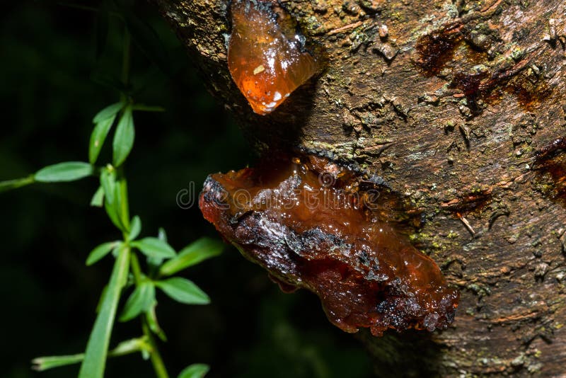 Beautiful Resin on the Tree Stock Photo - Image of driveway, bark ...