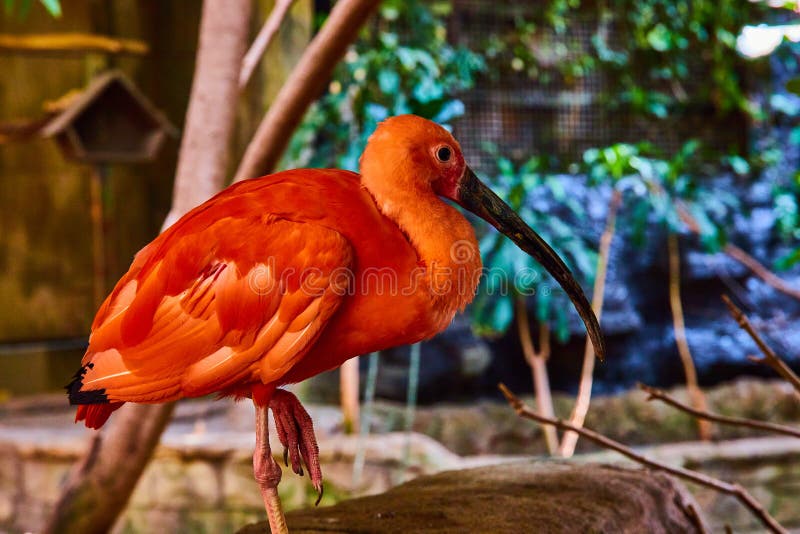 Beautiful Resting Pink Scarlet Ibis Bird in Rainforest Environment ...