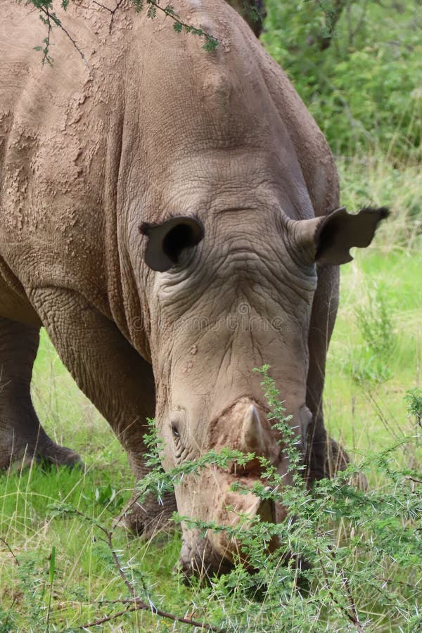 Beautiful rhino grazing stock photo. Image of pasture - 241986018
