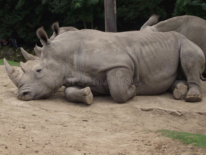 Beautiful Rhinoceros stock image. Image of africa, reserve - 98020993