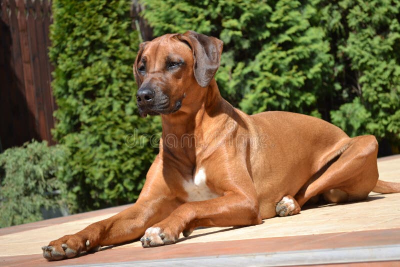 Smart Attentive Dog Rhodesian Ridgeback Stock Photo - Image of guard ...