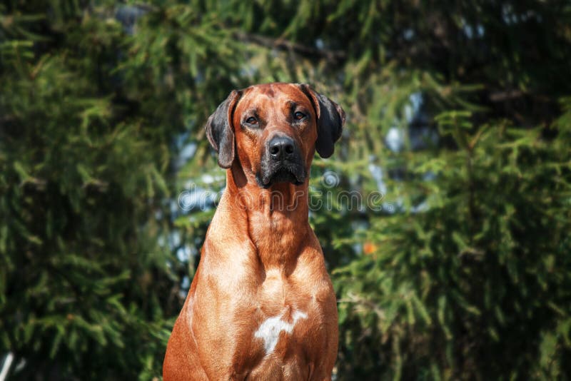 Rhodesian Ridgeback Dog Outdoor Portrait Stock Image - Image of field ...