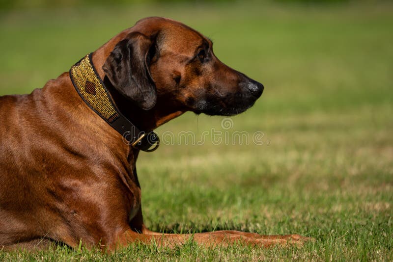 A Beautiful Rhodesian Ridgeback Lies in the Green Meadow Stock Photo ...