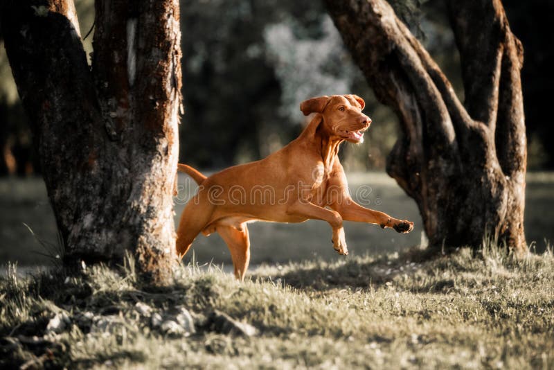 Beautiful Rhodesian Ridgeback Runs in the Forest Stock Photo - Image of ...