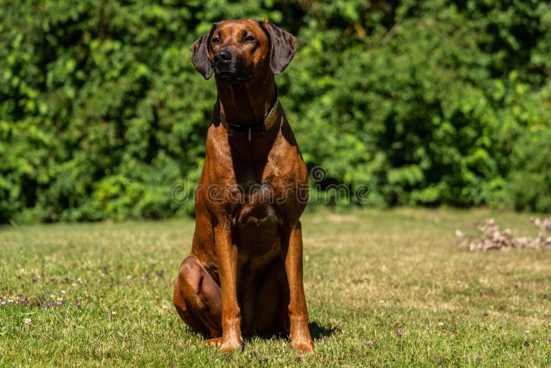 A Beautiful Rhodesian Ridgeback Sits on the Green Field Stock Photo ...