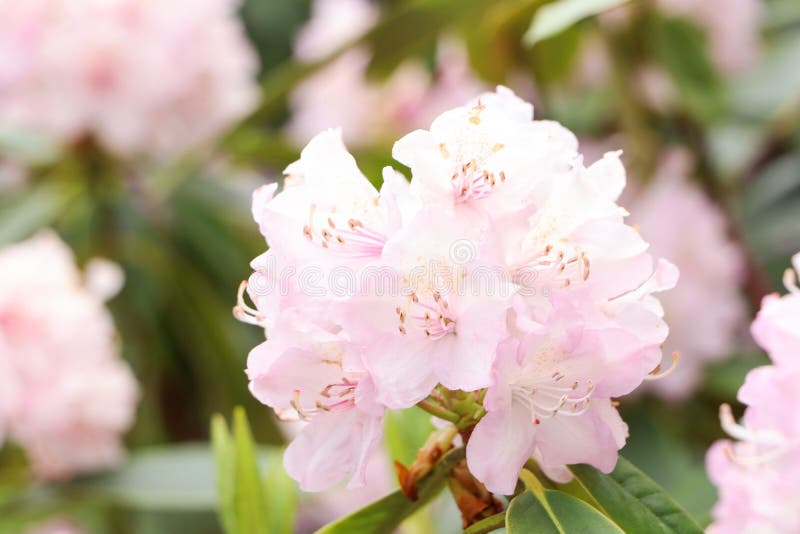 Beautiful Rhododendron Flowers on Bush Outdoors, Closeup Stock Photo ...