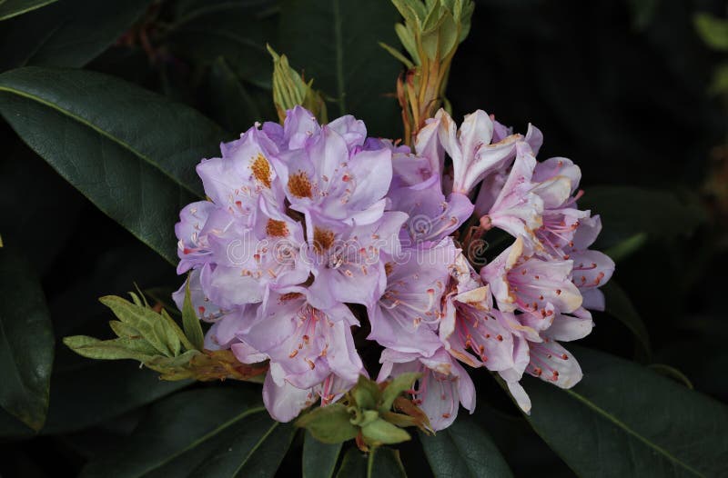Beautiful Rhododendron Flowers in a Natural Environment on a Sunny Day ...