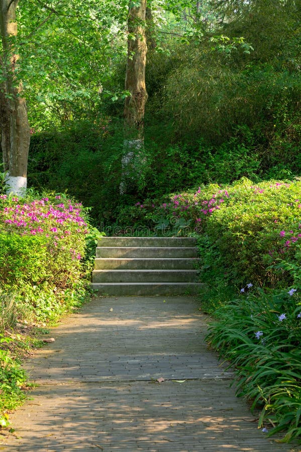 Spring Rhododendron Flowers Path Stock Photo - Image of step, pink ...