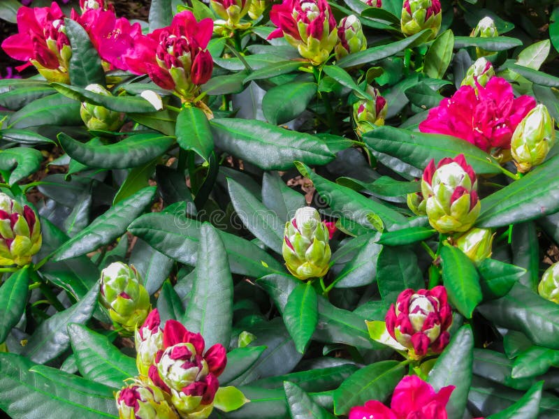 Beautiful Rhododendron Shrubs Strewn with Beautiful Flowers Stock Image ...