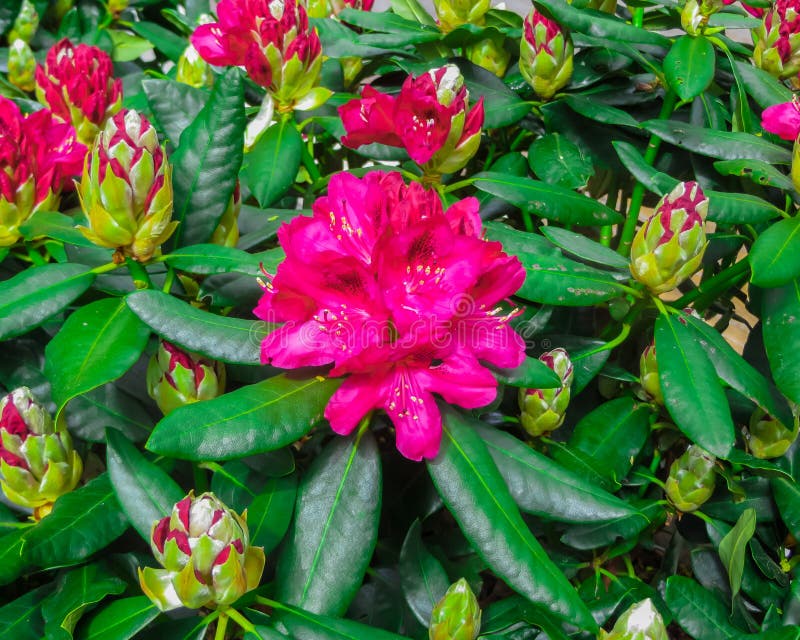 Beautiful Rhododendron Shrubs Strewn with Beautiful Flowers Stock Image ...