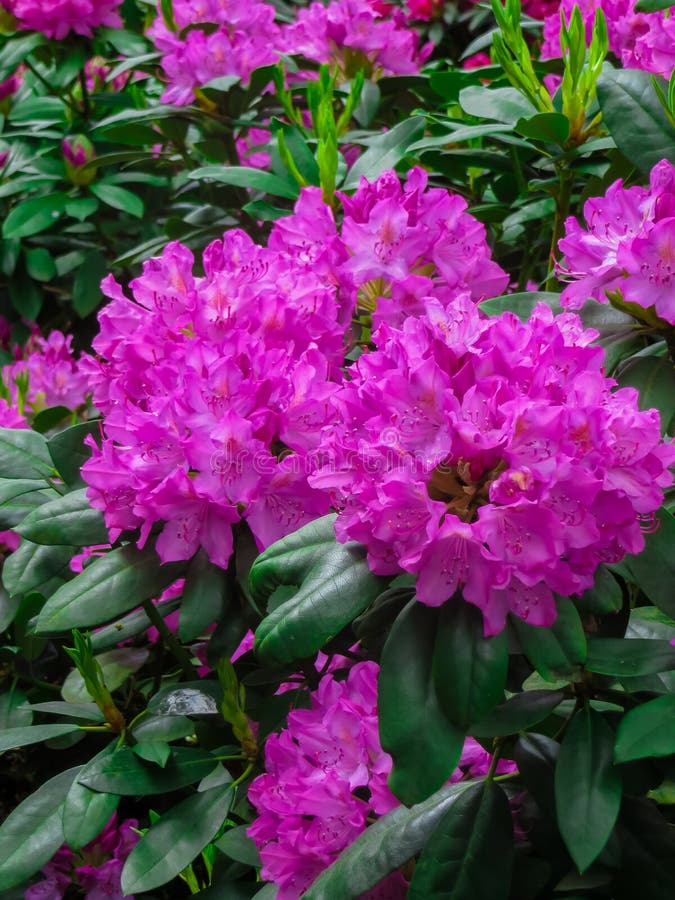 Beautiful Rhododendron Shrubs Strewn with Beautiful Flowers Stock Photo ...