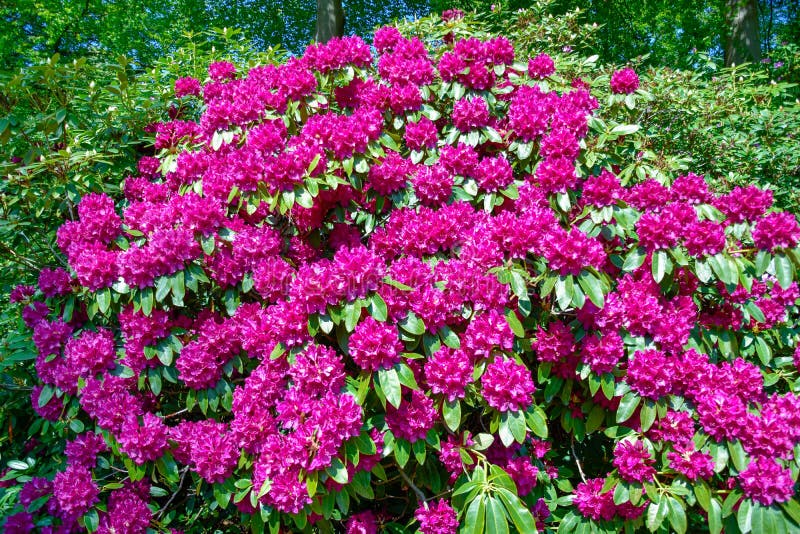 Rhododendron in Different Colors and Different Varieties Stock Photo ...