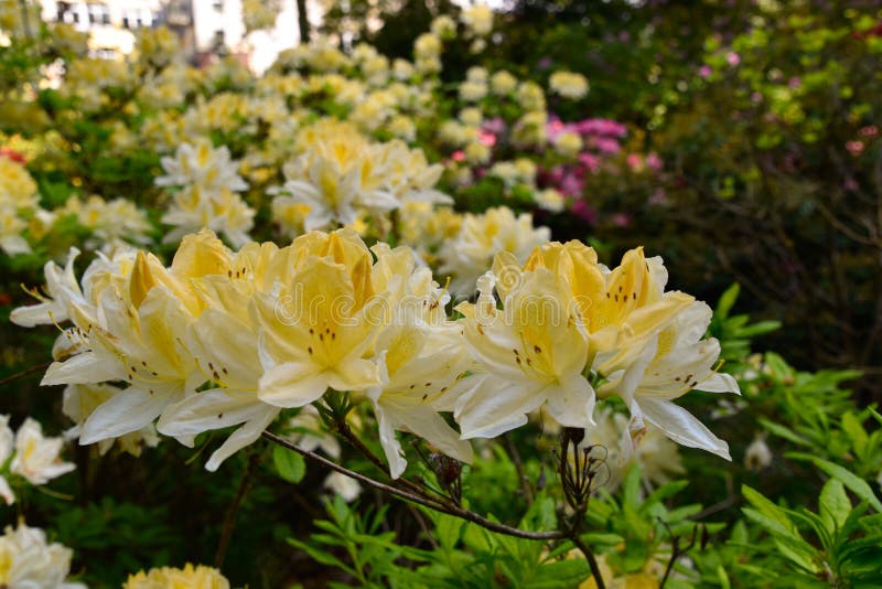 Rhododendron in Different Colors and Different Varieties Stock Image ...