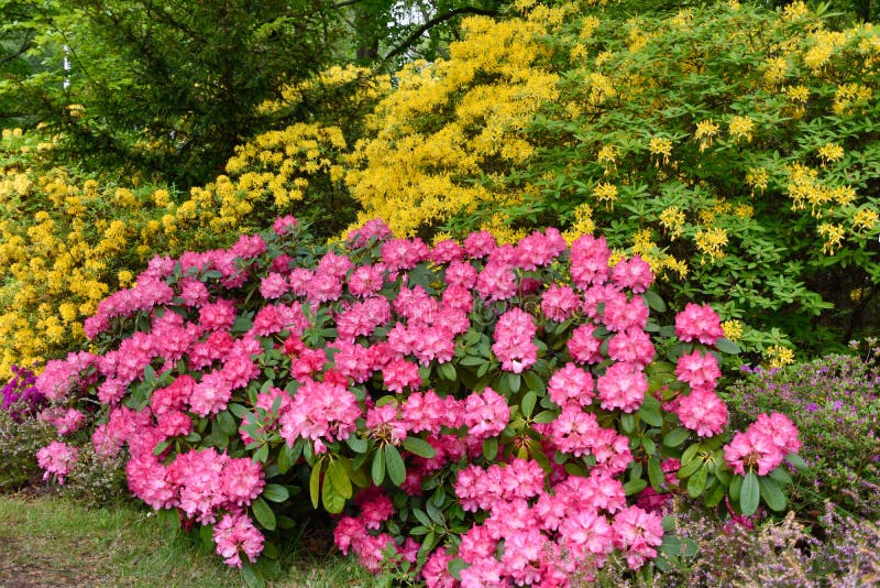 Rhododendron in Different Colors and Different Varieties Stock Photo ...