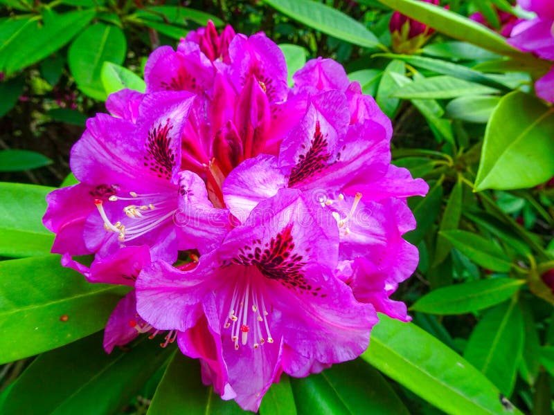Rhododendron in Different Colors and Different Varieties Stock Image ...