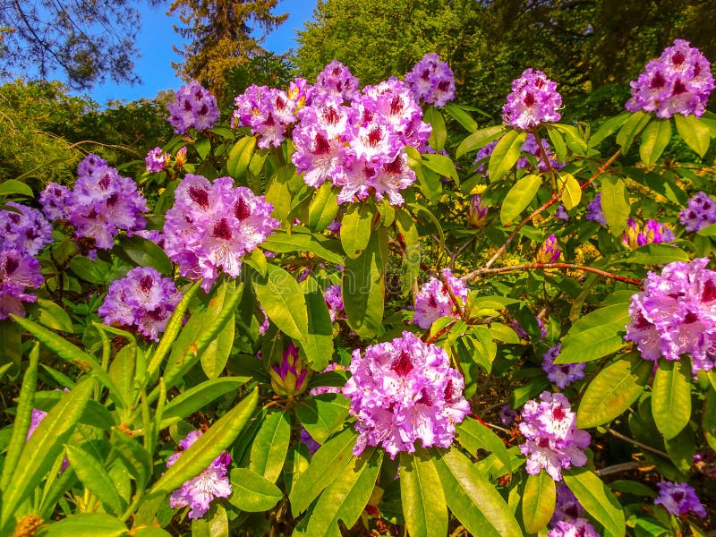 Rhododendron in Different Colors and Different Varieties Stock Image ...