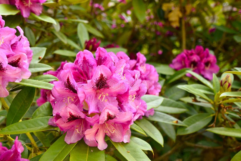 Rhododendron in Different Colors and Different Varieties Stock Image ...