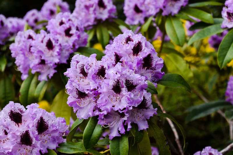 Rhododendron in Different Colors and Different Varieties Stock Image ...