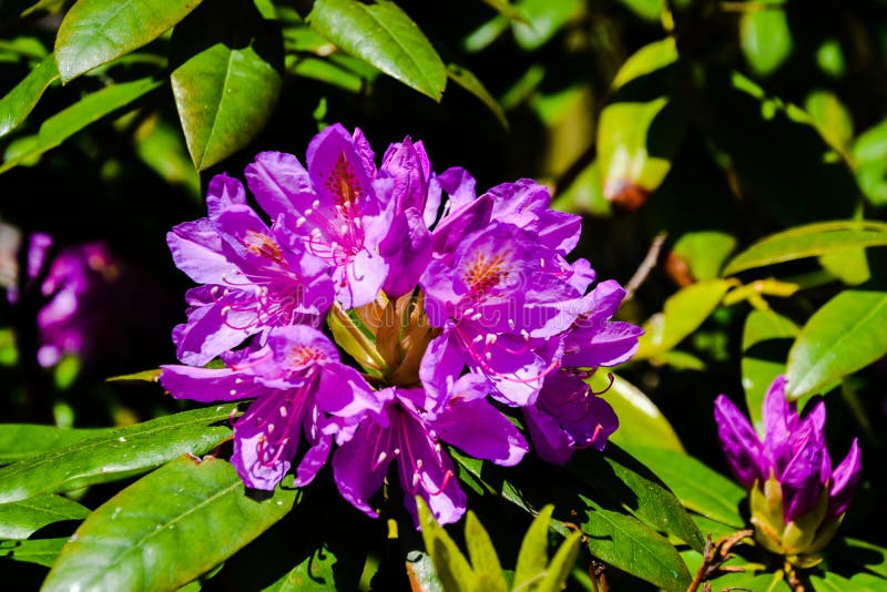 Rhododendron in Different Colors and Different Varieties Stock Image ...