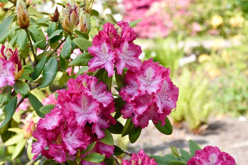 Rhododendron in Different Colors and Different Varieties Stock Photo ...