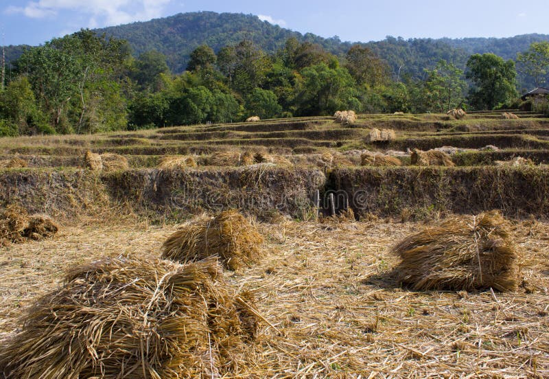 Beautiful Rice farm stock photo. Image of earth, industry - 29119184
