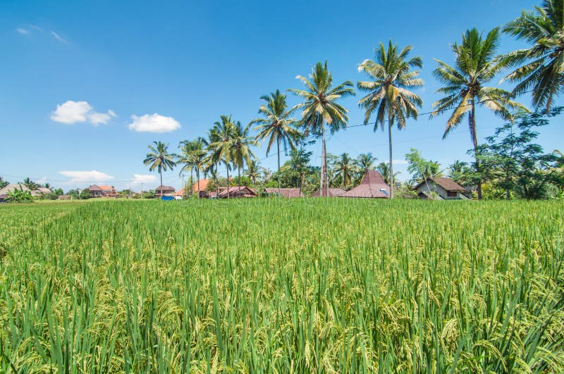 Beautiful Rice Farms in Community. Stock Photo - Image of outdoor ...