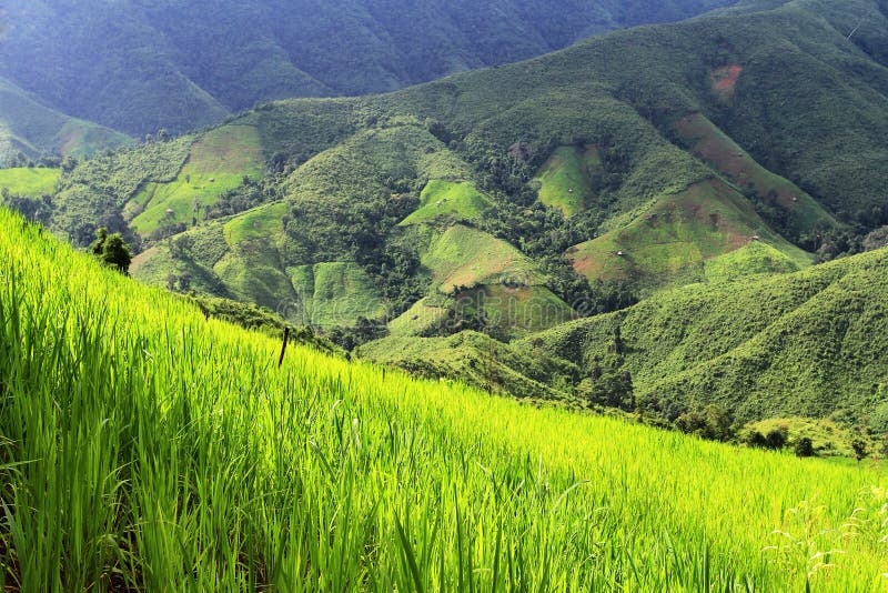 Beautiful rice field stock image. Image of green, grass - 15758469
