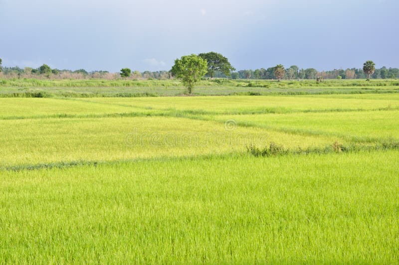 Beautiful rice field stock image. Image of harvest, grass - 25201065