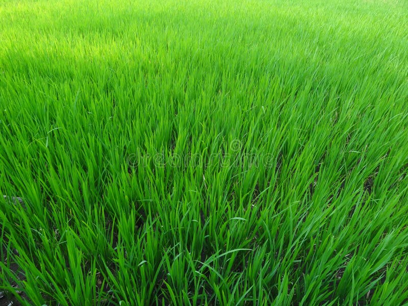 Beautiful Rice Field with Green Grass Greenary Stock Photo - Image of ...