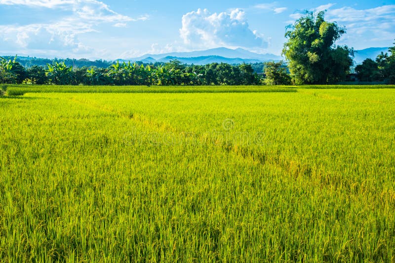 Beautiful Rice Field Landscape with Blue Sky. Stock Image - Image of ...