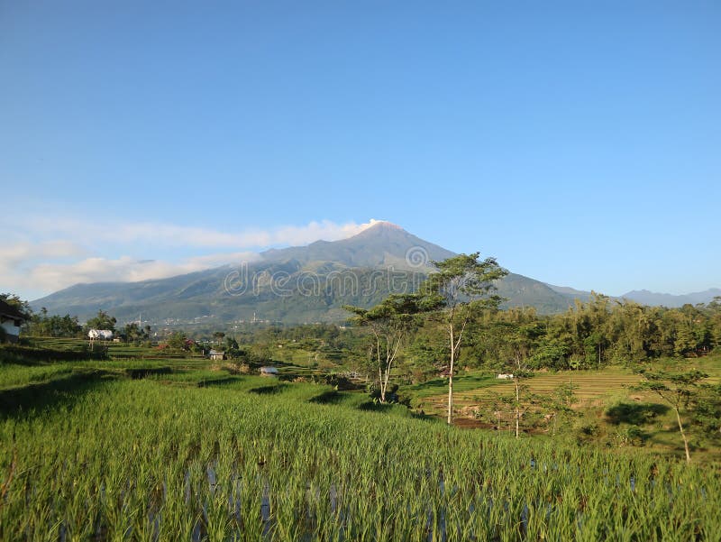 Beautiful Rice Field with Mountain As a Background Stock Image - Image ...