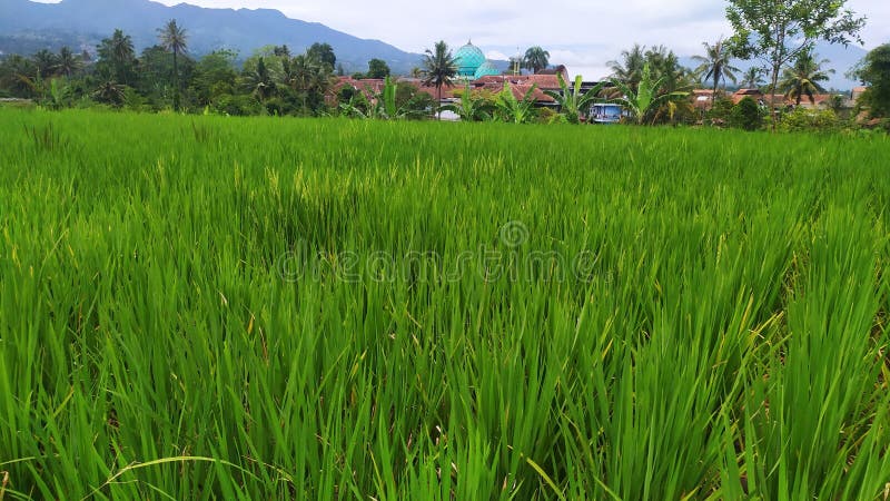 Beautiful Rice Field with Natural Enchanting Stock Image - Image of ...