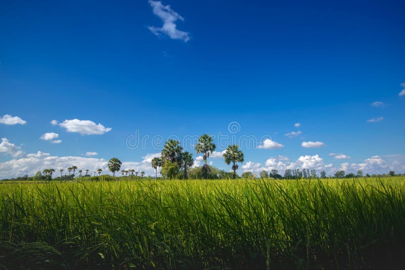Beautiful Rice Field Nature Landscape Stock Image - Image of harvest ...