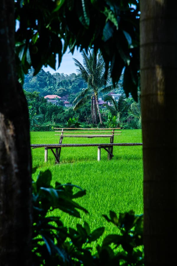 Beautiful Rice Field of Pua District Stock Image - Image of summer ...