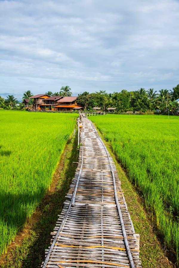 Beautiful Rice Field of Pua District Stock Photo - Image of nature ...