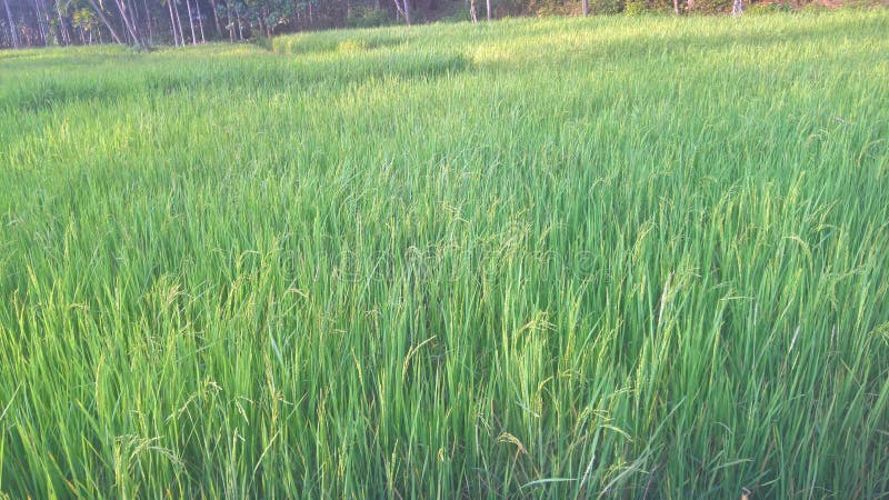 Beautiful Rice Field Scenery Stock Photo - Image of field, growing ...