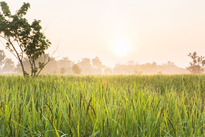 Beautiful Rice Field with Sunlight Stock Image - Image of field, green ...