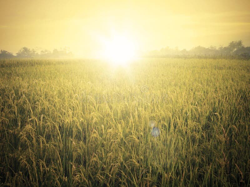 Beautiful Rice Field at Sunset Time Stock Image - Image of agriculture ...