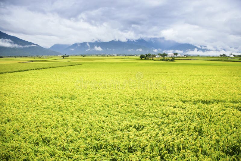 Beautiful Rice Field in Taiwan Stock Photo - Image of agriculture ...