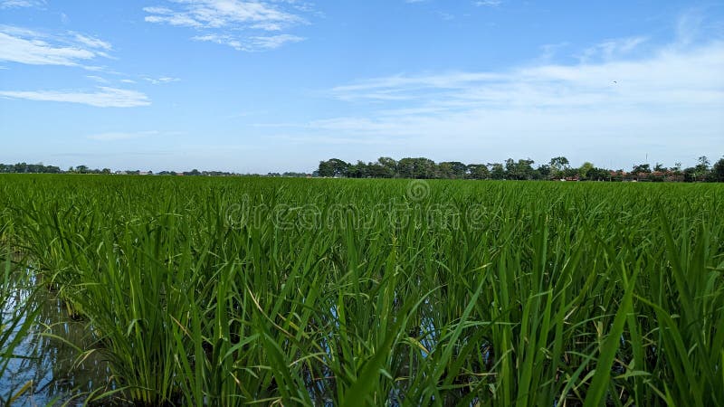 Beautiful Rice Field View with Blue Sky Stock Image - Image of blue ...