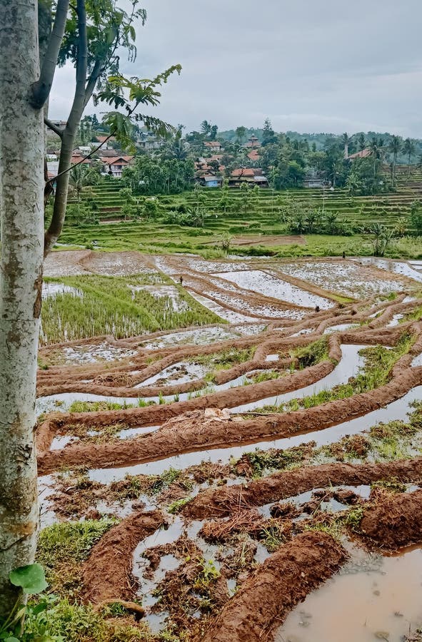 Beautiful Rice Field View. City of Cicalengka December 28, 2022, at 22: ...
