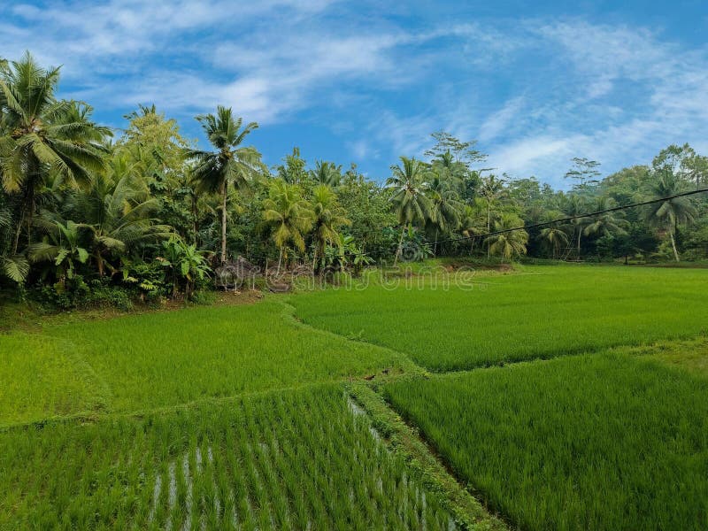 The Beautiful Rice Field View in Tasikmalaya Stock Image - Image of ...