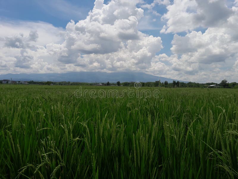 Beautiful rice field views stock photo. Image of views - 344602546